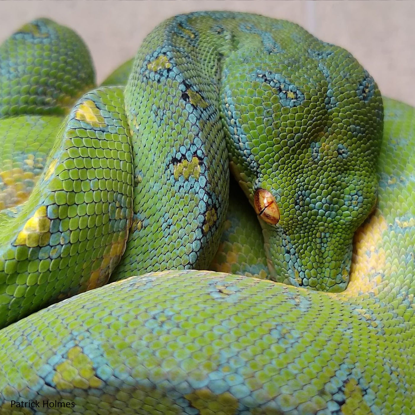 Green Tree Python Husbandry, part 1 with Patrick Holmes - Chameleon ...