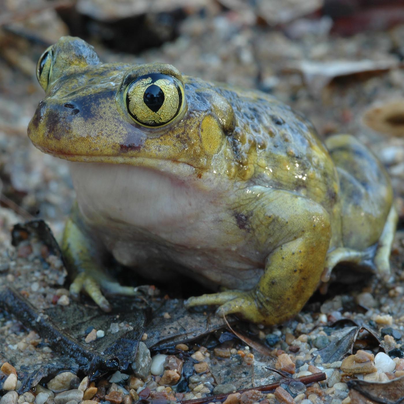 The Fascinating World of Frogs and Toads in the Eastern U.S. from ...