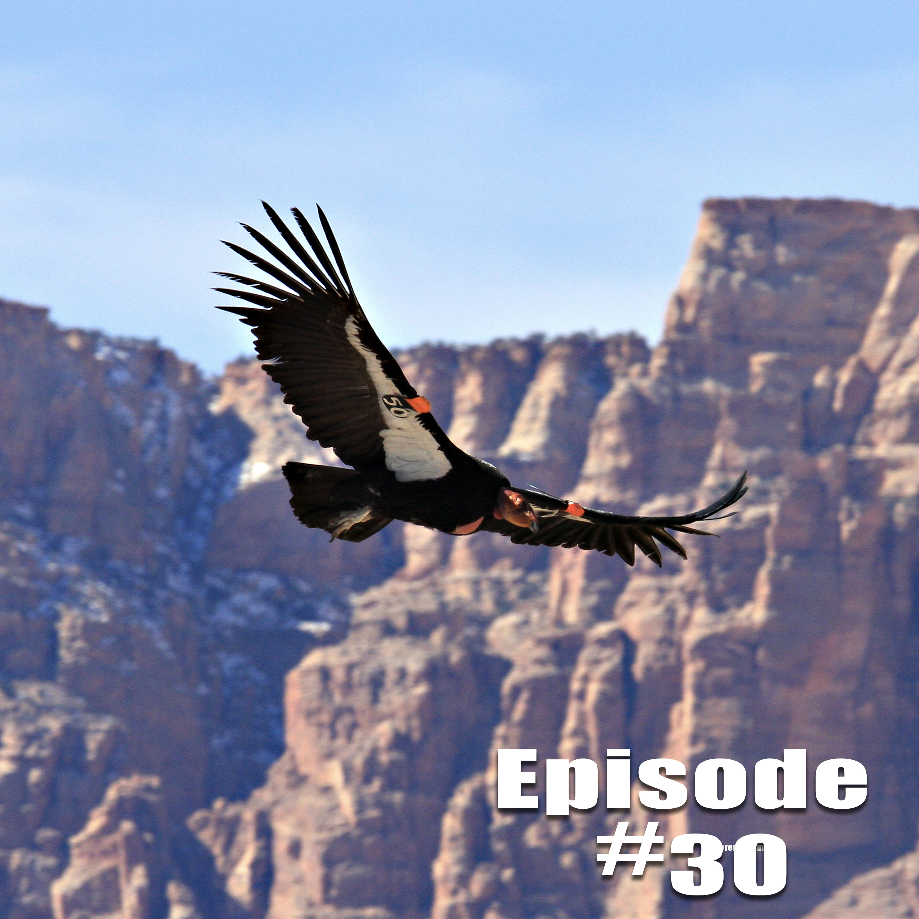 How Bullets are Bad for Birds - FieldsportsChannel's Podcast | Lyssna ...