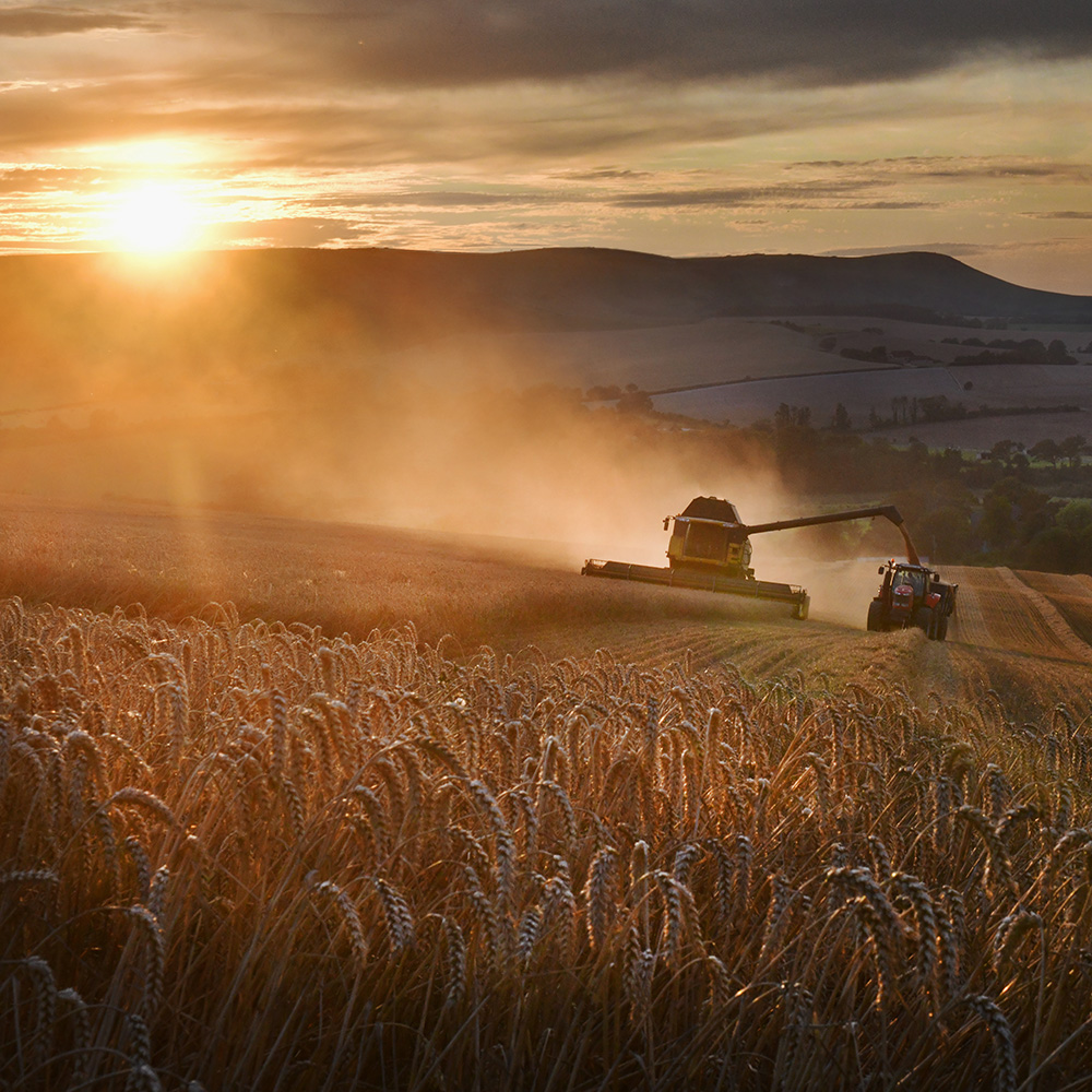 Agri Commodities Outlook 2022, Part 1: Grains & Oilseeds – RaboResearch Agri Commodities ...