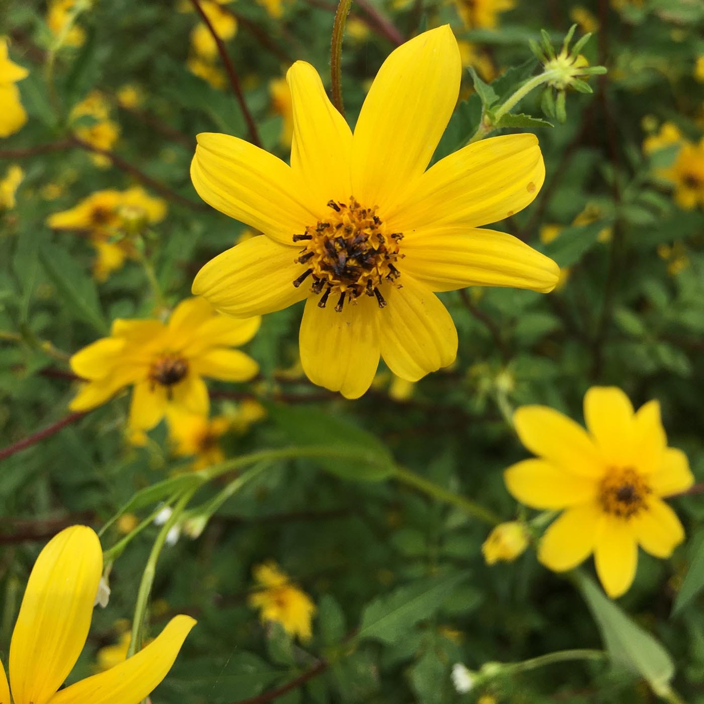 5 Native Plants that Bloom in the Late Fall from Backyard Ecology on Hark