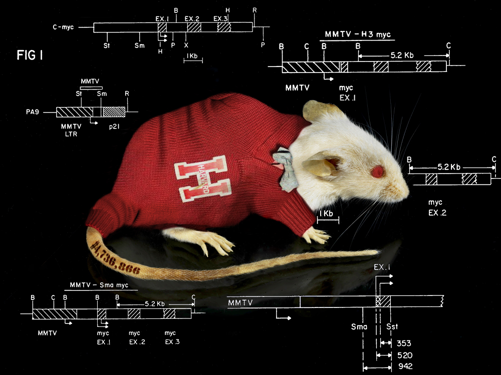 The Mouse That Changed Science: A Tiny Animal With a Big Story from ...